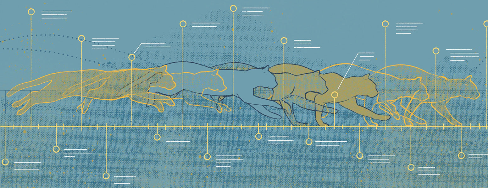 The transformation from animals to pets – Bowman Report